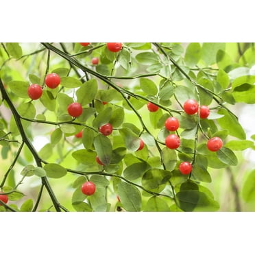 15 Seeds WESTERN BUNCHBERRY Alaskan Dogwood Canadian Cornus ...