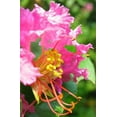 35 Dark PINK CREPE MYRTLE Lagerstroemia Indica Flowering Shrub Bush ...