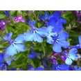 200 SKY BLUE LOBELIA Regatta Lobelia Erinus Flower Seeds - Walmart.com