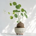 Stephania Erecta Mountain Turtle for Planting-(Non-Artificial)-Easy to ...