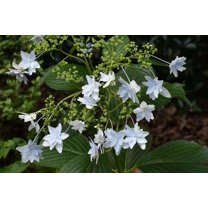 Fuji Waterfall Hydrangea 3 Gallon Flower Plant Pixies Gardens - Walmart.com