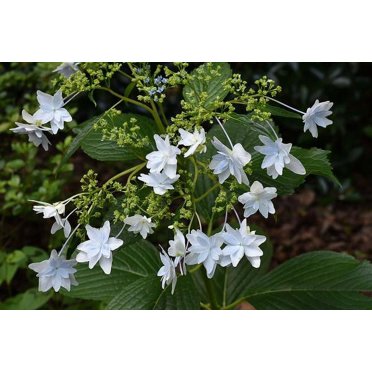Fuji Waterfall Hydrangea 3 Gallon Flower Plant Pixies Gardens - Walmart.com