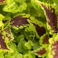 Better Homes & Gardens 2.5gal Multicolor Coleus Lysimachia Live Annual ...