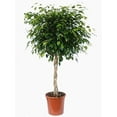 Wekiva Foliage Ficus Benjamina Weeping Fig Braided Tree, 10 Inch Pot ...