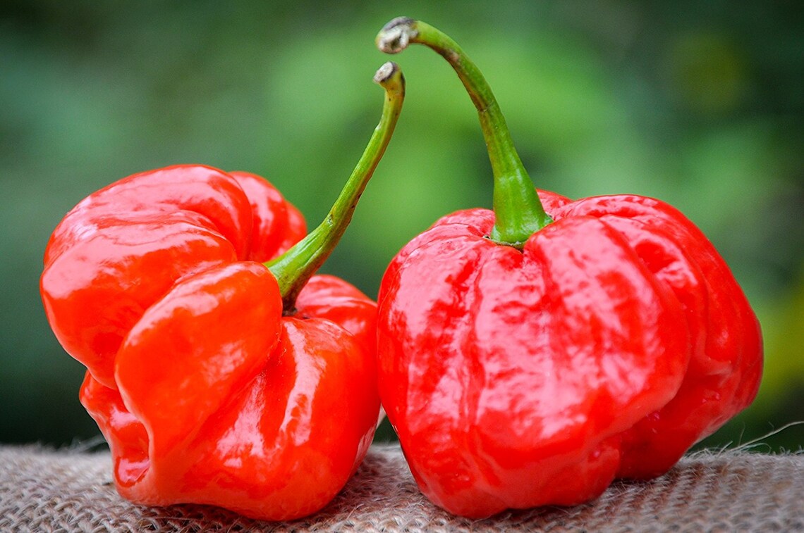 Everwilde Farms - 25 Organic Jalapeno Hot Pepper Seeds - Gold Vault ...