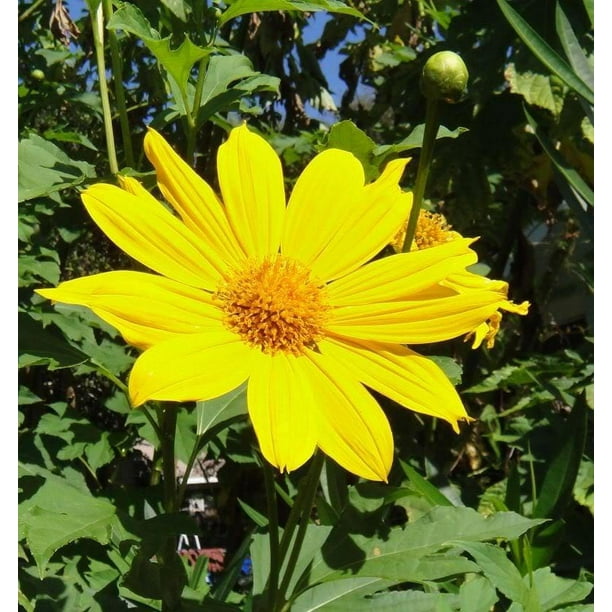 25 YELLOW Torch MEXICAN SUNFLOWER Tithonia Speciosa Flower Seeds ...