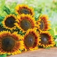 Burpee Fire Catcher Sunflower Flower Seeds, Beautiful two-tone flowers ...