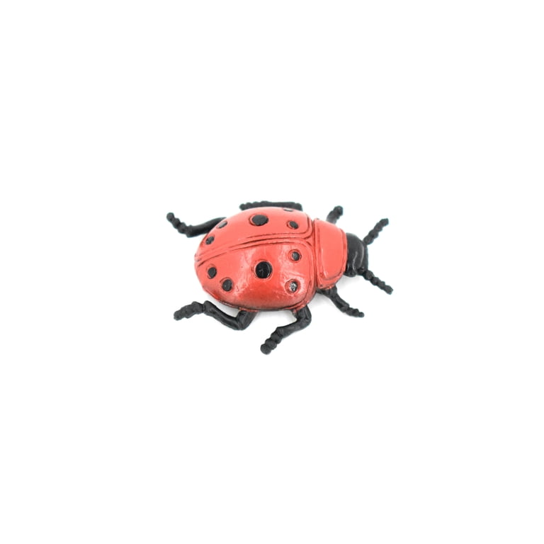 Real Ladybug Pictures