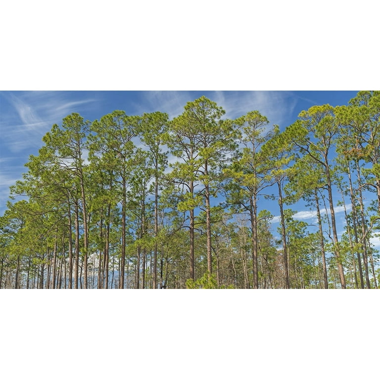 Longleaf Pine Tree Coloring Page