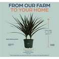 Nature's Way Farms Dracaena Marginata Magenta Live Plant for Indoor ...