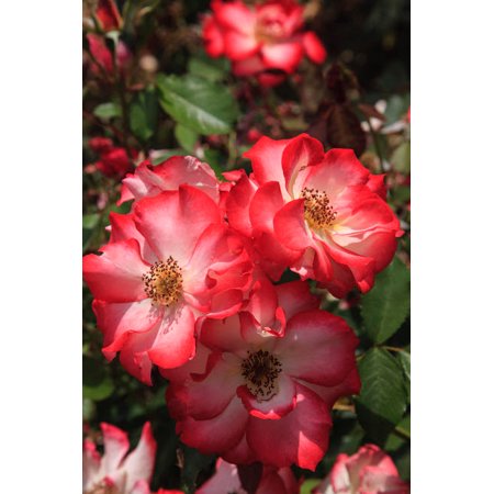 Betty Boop rose is a hybrid rose with a moderately fruity aroma Poster ...