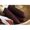 Purple Popcorn Corn Seeds - 50 Seeds for Planting - Prized for Popcorn ...