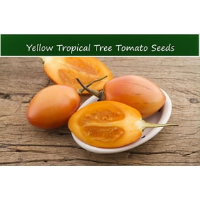 SEEDS = = =Giant Sequoia Tree -10 Seeds -Sequoiadendron giganteum ...