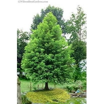 CZ Grain 30 Bee-bee Tetradium Daniellii Tree Plant Seeds - Walmart.com