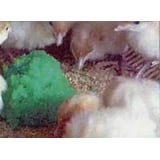 Sav-A-Caf Sav-A-Chick Poultry Vitamins, Electrolytes Supplement, 20 ...