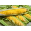 Seedville USA, 100 Iochief Yellow Sweet Corn Seeds, Zea Mays, Golden ...