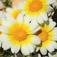 TomorrowSeeds - Garland Mix Daisy Flower Seeds - 900+ Count Packet ...
