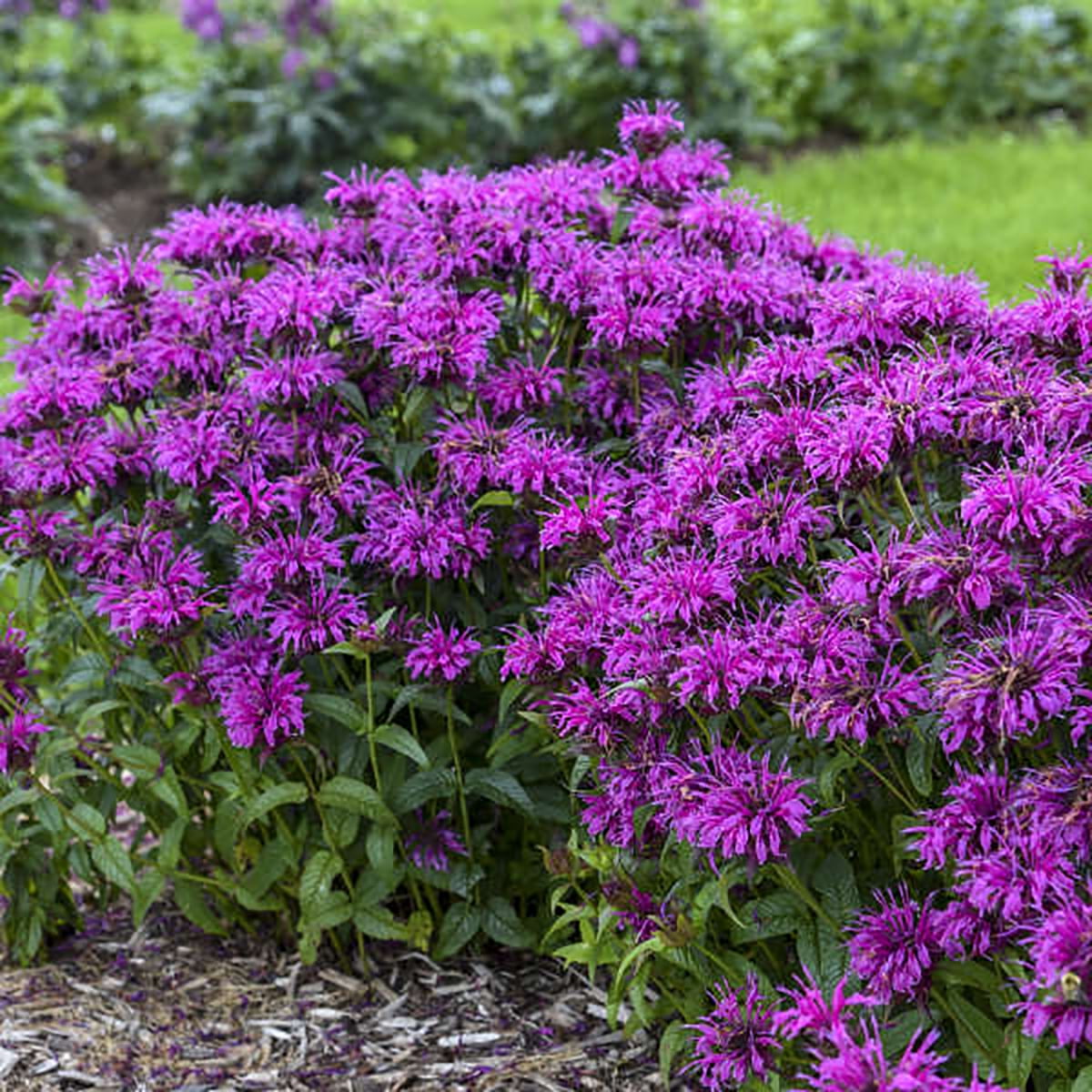 Electric Neon Purple Bee Balm - Monarda - Gallon Pot - Hardy Perennial ...