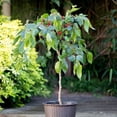 Dwarf Everbearing Mulberry Tree – 3 Gallon Potted Plant, Compact Fruit ...