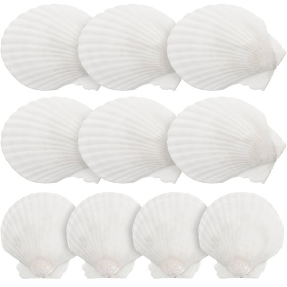 Scallop