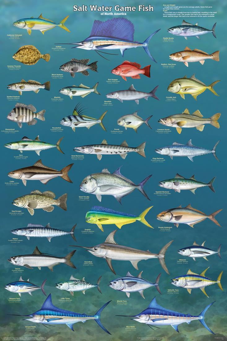 Salt Water Game Fish Poster 24x36 Walmart salt-water-game-fish-poster-24x36-walmart