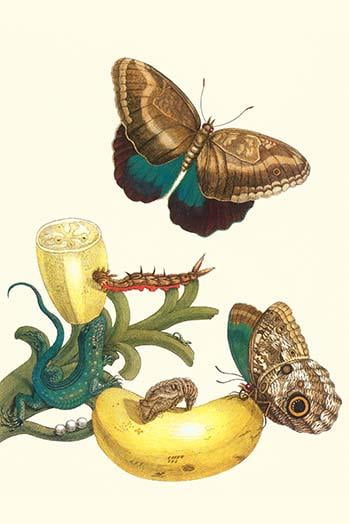 Banana Plant with Teucer Giant Owl Butterfly and a Rainbow whiptail ...