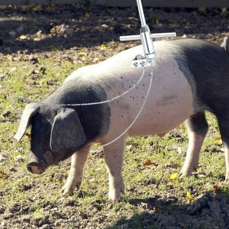 Loewten Pig Catcher Holder, Stainless Steel Pig Snare, Sheep Livestock ...