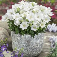 Outsidepride Bacopa Blutopia Blue Sutera Cordata Plant Seed - 40 Seeds ...