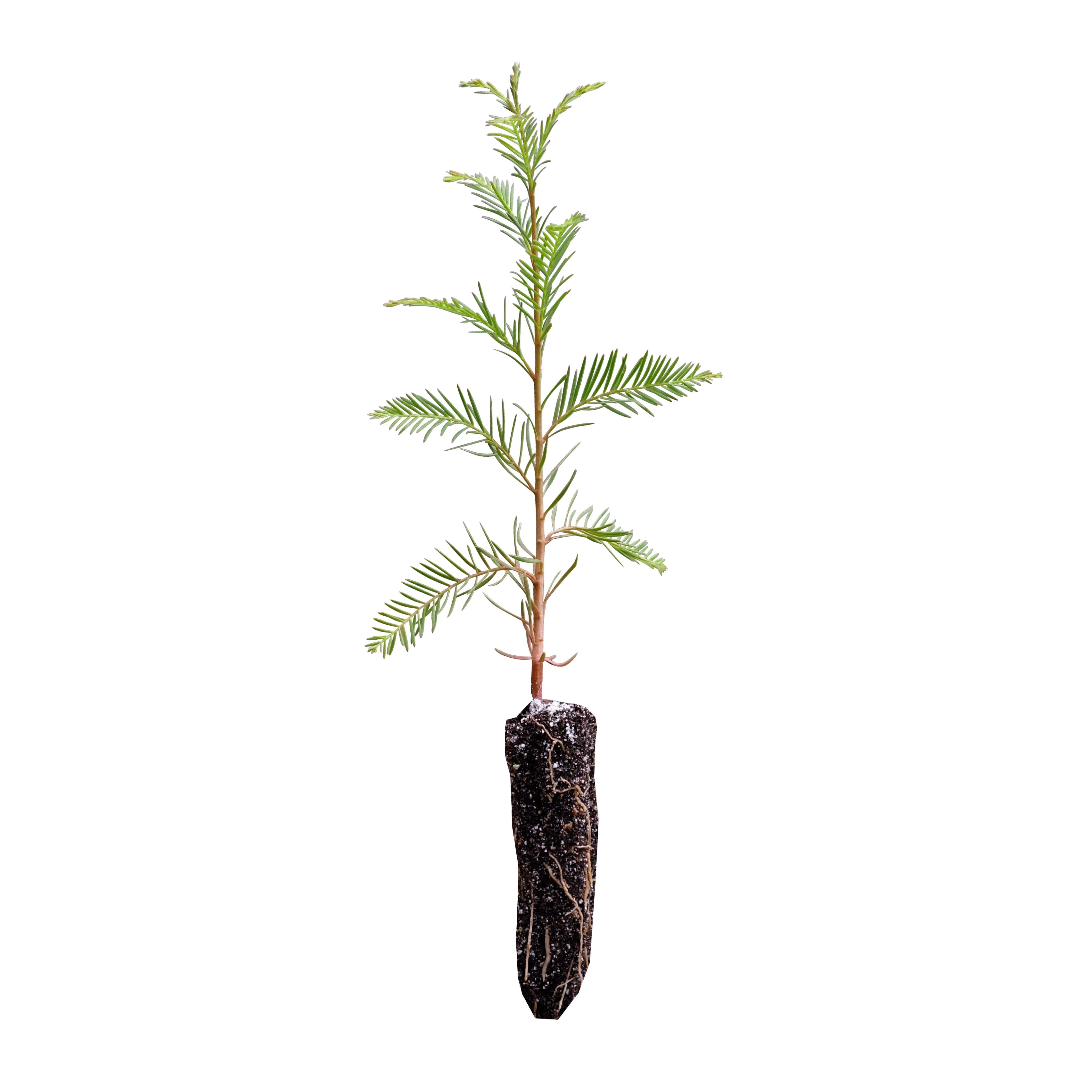 Montezuma Cypress | Small Tree Seedling | The Jonsteen Company ...