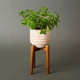 Mini Wood Tabletop Plant Stand - Walmart.com