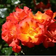 Heirloom Roses - Peachy Creeper Shrub Rose Bush - Orange Rose Bushes ...