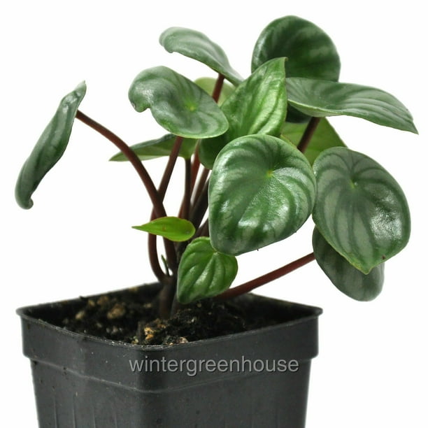 Silver Peperomia