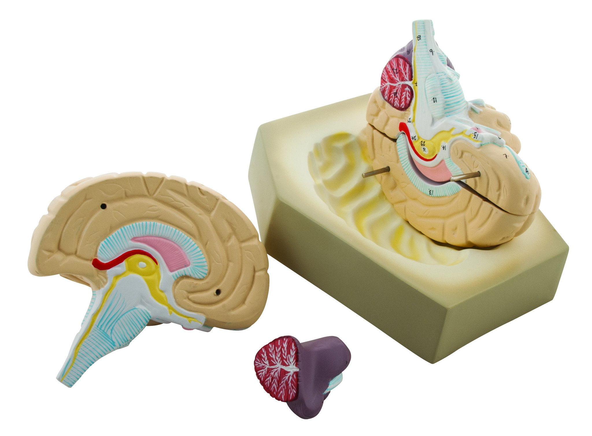 Eisco Labs Human Brain Model, 4 Parts, Hand Painted - Walmart.com