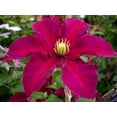 "Niobe Clematis Vine - Majestic Deep Ruby Red - Hardy Zones 4-8 - 2.5 ...
