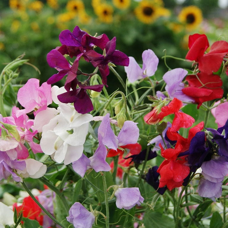 Red Flower Sweet Pea