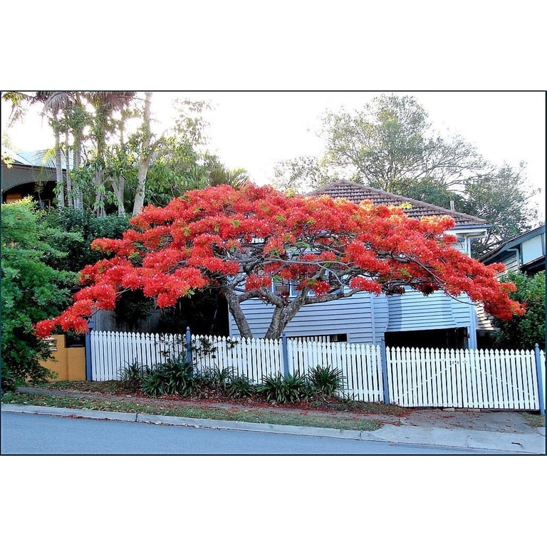 Peacock Flower Tree