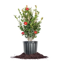 Perfect Plants Tea Olive 5 Gallon - Walmart.com