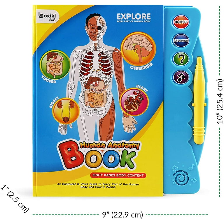 Human Body Anatomy For Kids