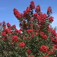 Crape Myrtle Red Rocket 2 Extra Large 3 Gallon Plants Vivid Scarlet ...