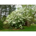 Eastern Snowball Bush (Viburnum) - Live Outdoor Plant - Full to Partial ...