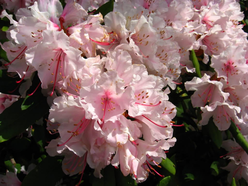 50 PINK ROYAL AZALEA Rhododendron Schlippenbachii Bush Shrub Flower ...
