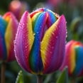 Tulips Planting-Ornamental-Home Decoration-Beautiful Gift Garden-Bloom ...