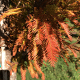 Bald Cypress Tree – Live Deciduous Shade Tree with Feathery Green ...