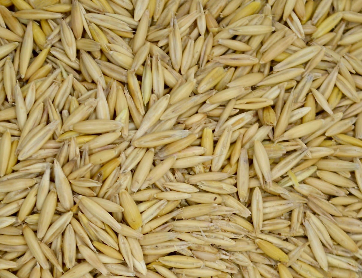 Bob Oats Grain Seed - 50 Lbs. - Walmart.com