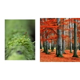 The Hidden Life of Trees: A Visual Journey into Forest Ecosystems ...