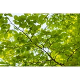 25 White AMERICAN ELM tree Ulmus Americana RED Flower Seeds - Walmart.com