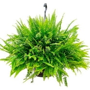 BubbleBlooms Live Indoor Houseplants: Fern Variety Assortment, 6 Unique ...