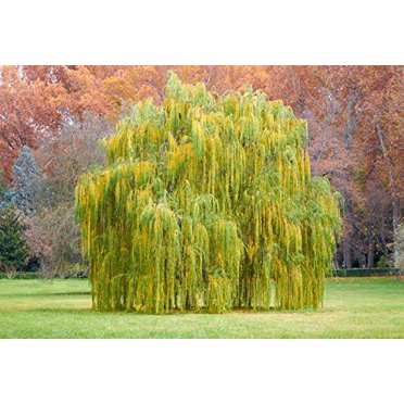 CZ Grain Weeping Willow Tree Live Plant (8 Count), Fast Growing ...