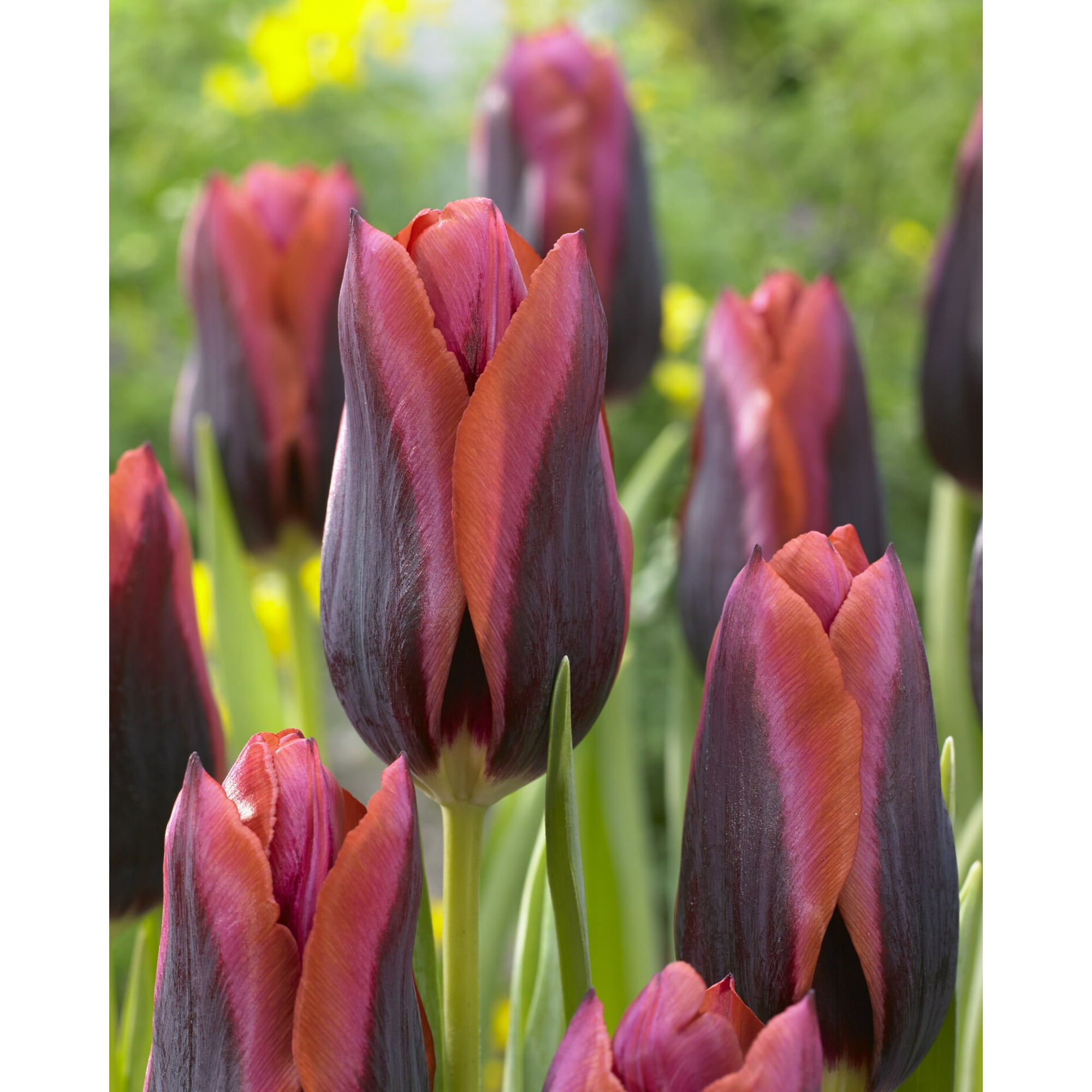Click here for Tasc Tulip ‘slawa Triumph Perennial Flower Bulb prices