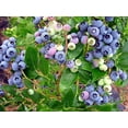 Duke Blueberry Plant - Early Ripening - 2.5" Pot - No Shipping to ...